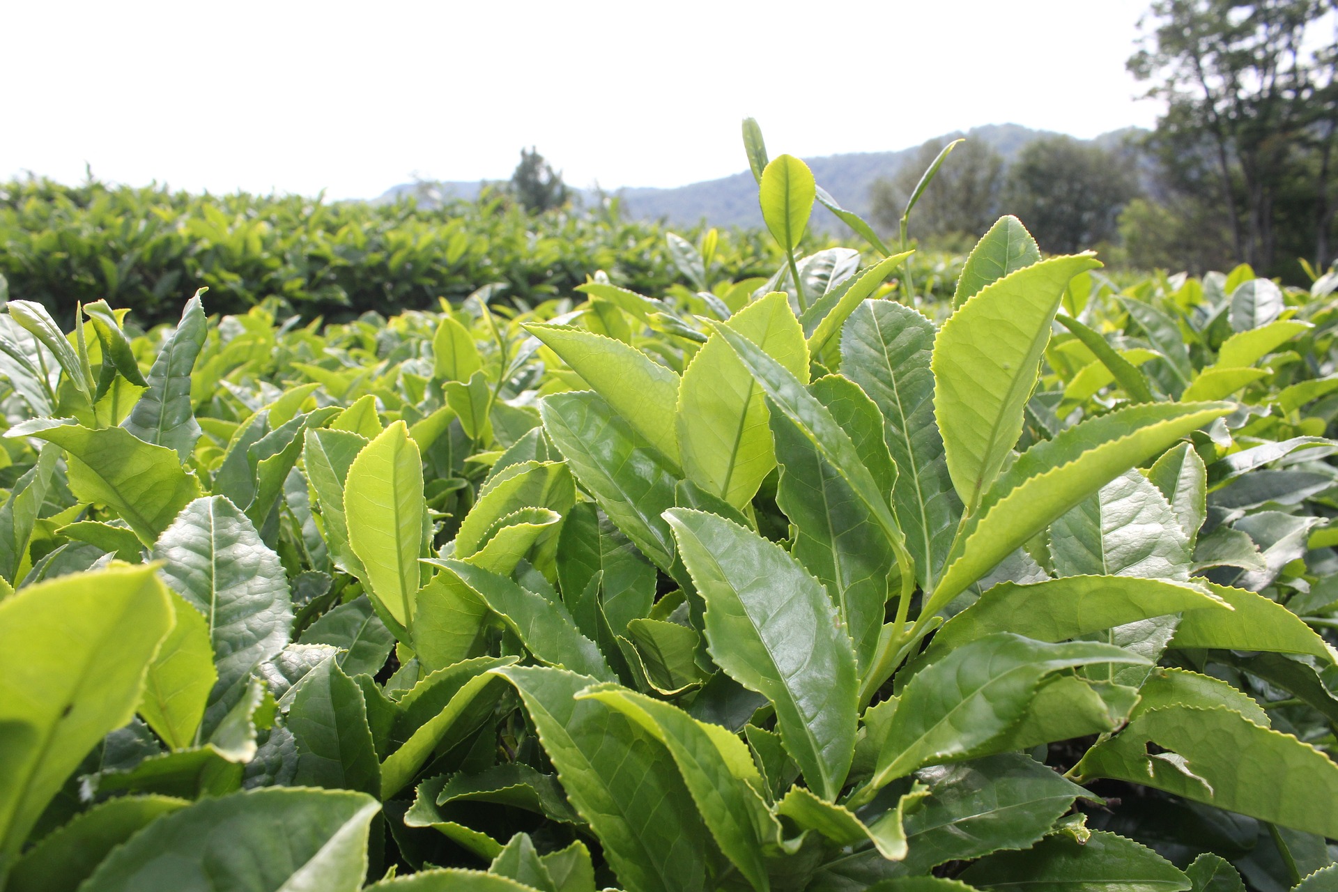 About Us – Kiptagich Tea Estates